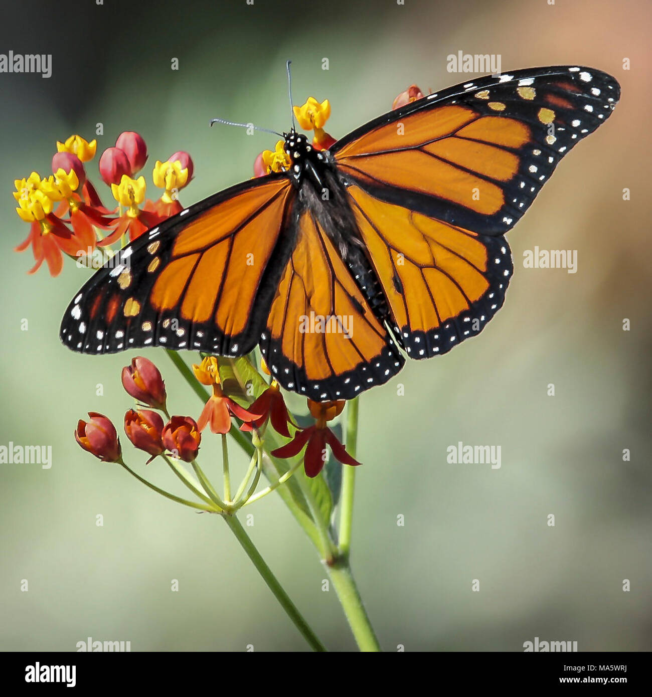 Monarch Butterfly in Florida Stock Photo - Alamy