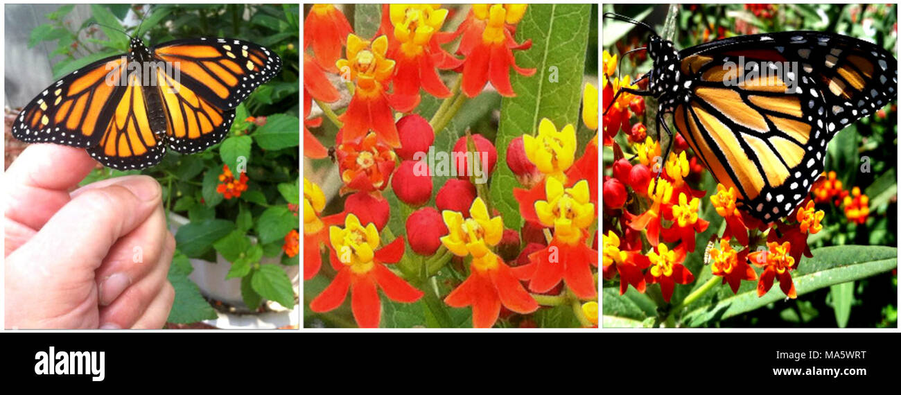 Monarch Butterflies in Florida Stock Photo - Alamy