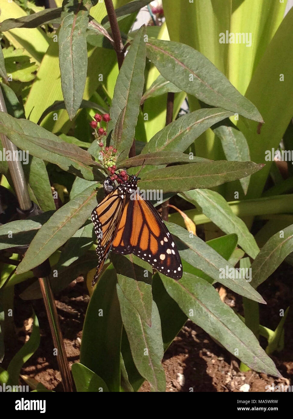 Monarch Butterfly in California Stock Photo - Alamy