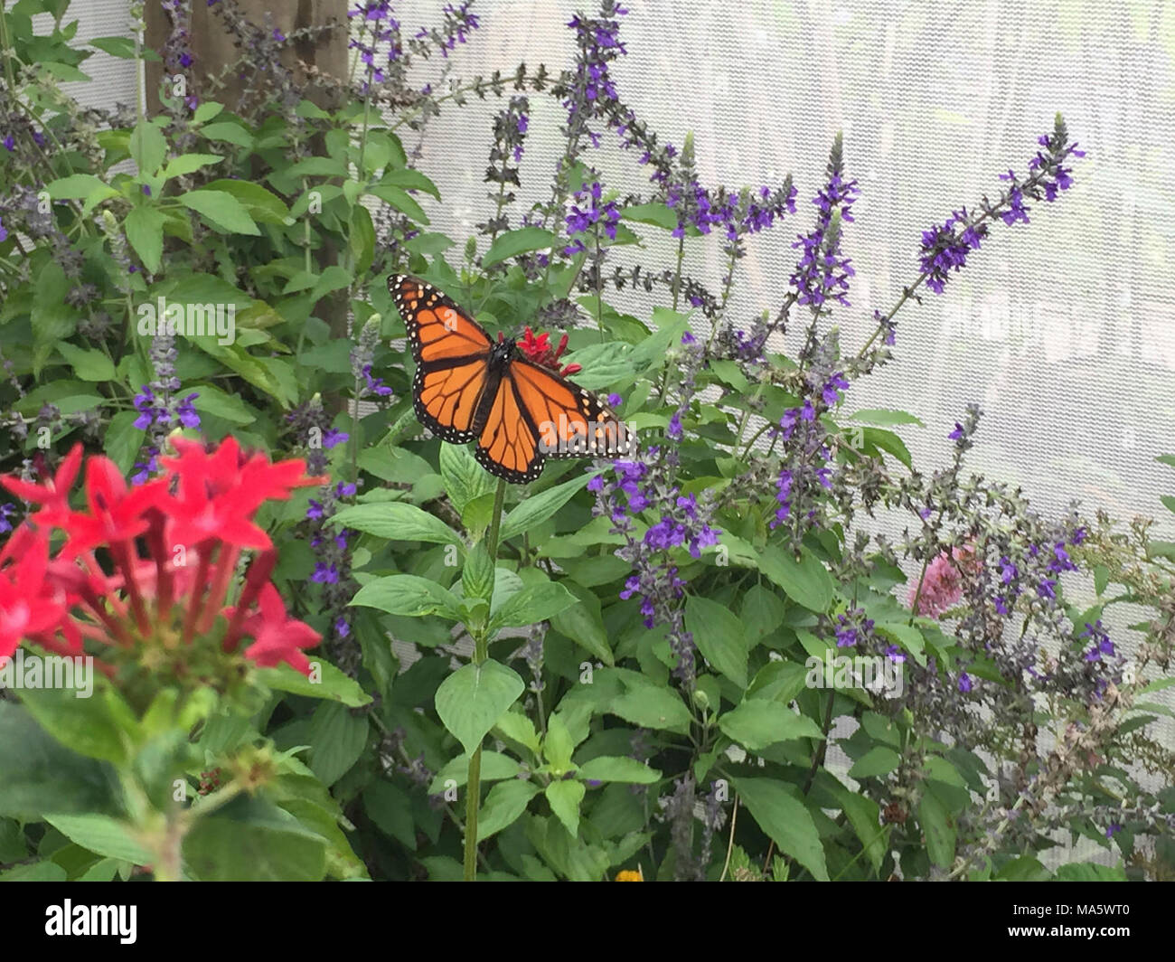 Monarch Butterfly in Florida Stock Photo - Alamy