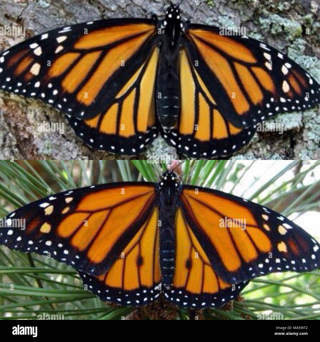 Monarch Butterflies in Minnesota Stock Photo - Alamy