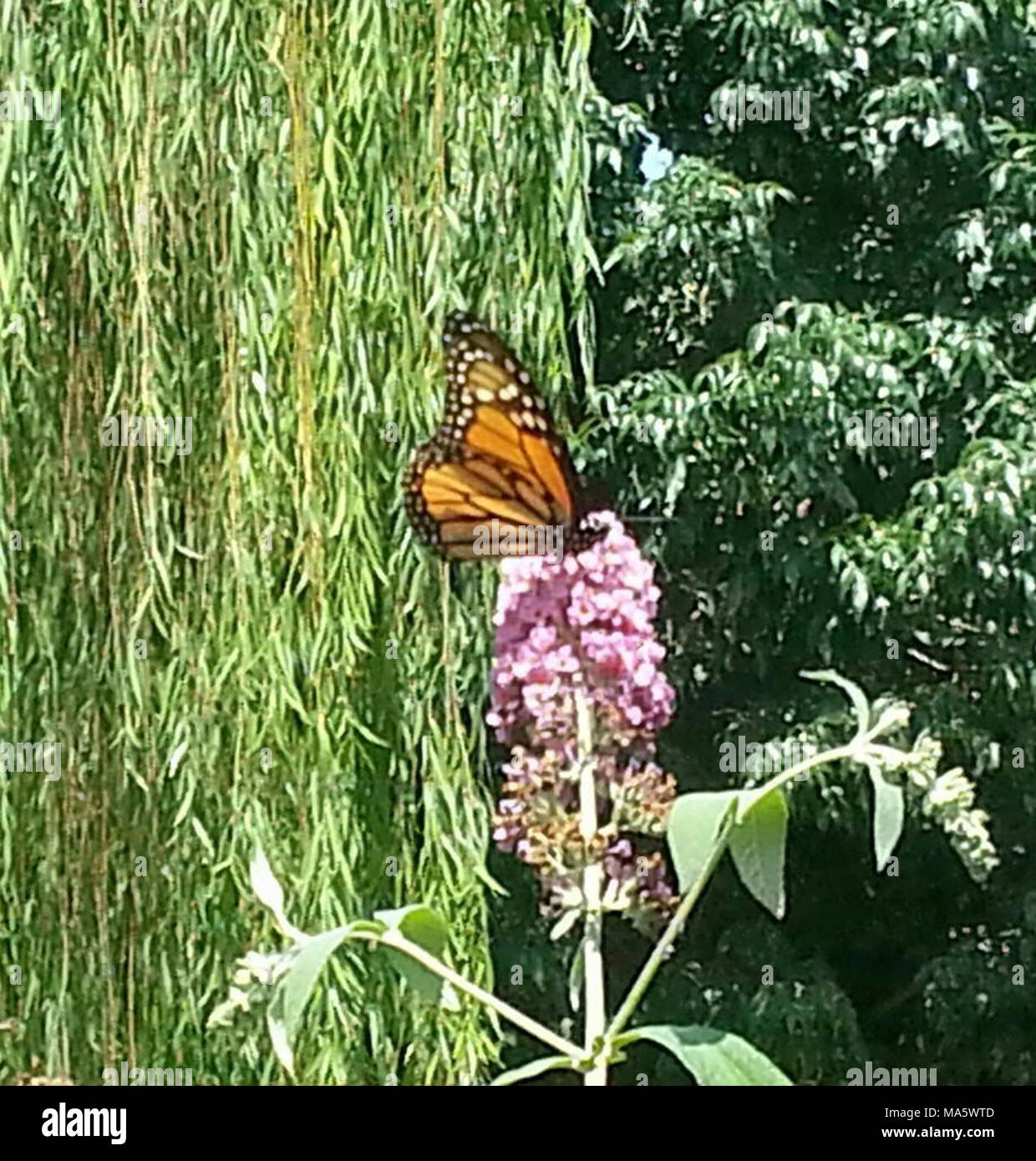 Monarch Butterfly in Illinois Stock Photo - Alamy