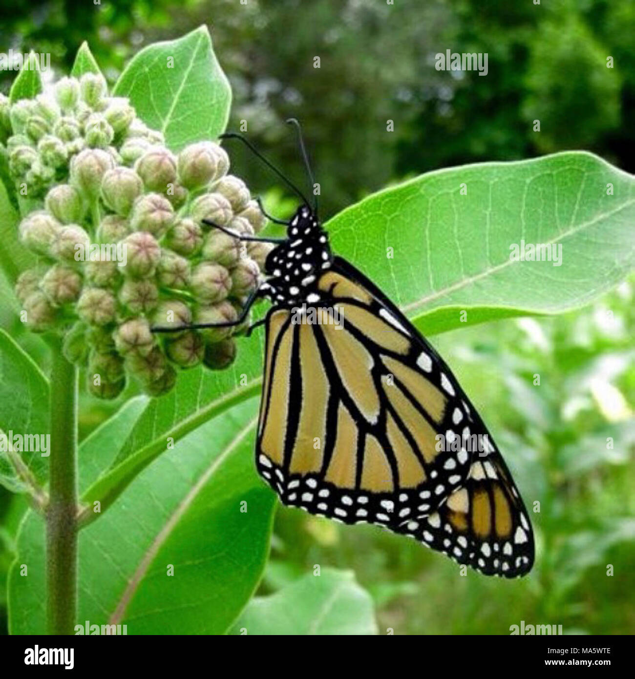 Monarch Butterfly in Minnesota Stock Photo - Alamy