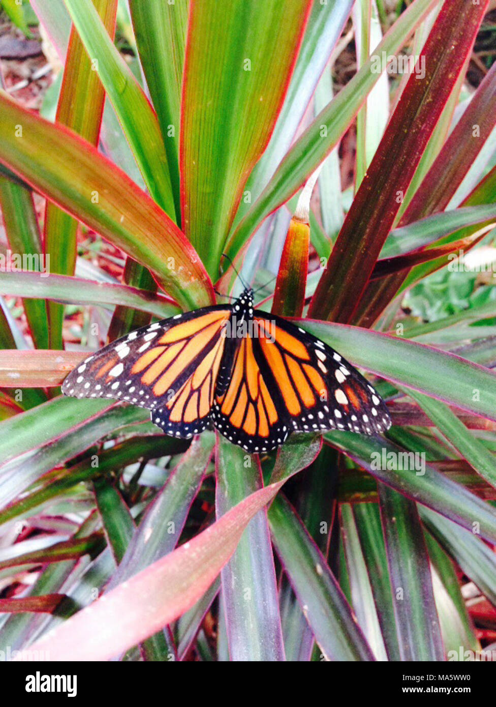 Monarch Butterfly in Florida Stock Photo - Alamy