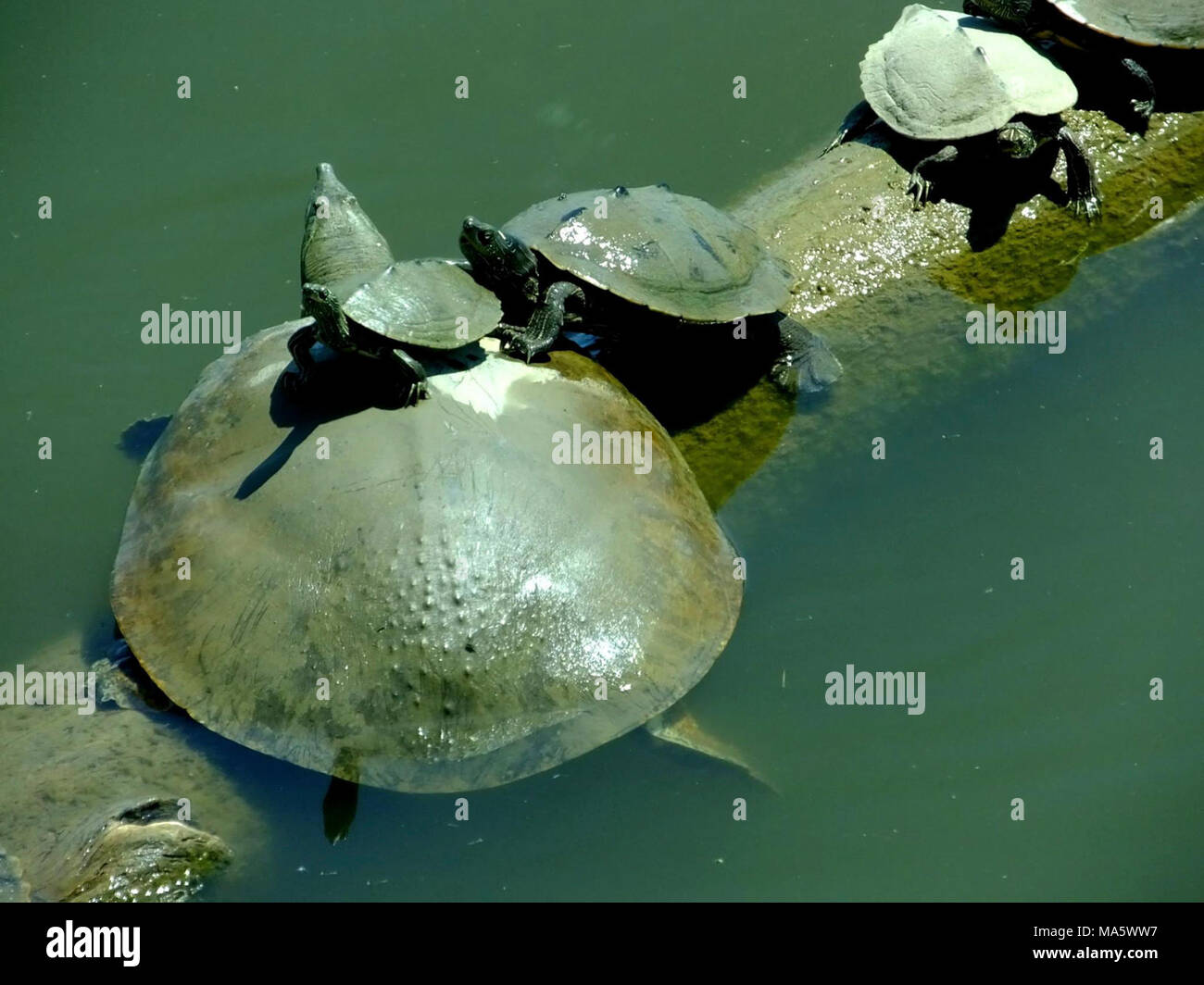 Pile of Turtles Stock Photo - Alamy