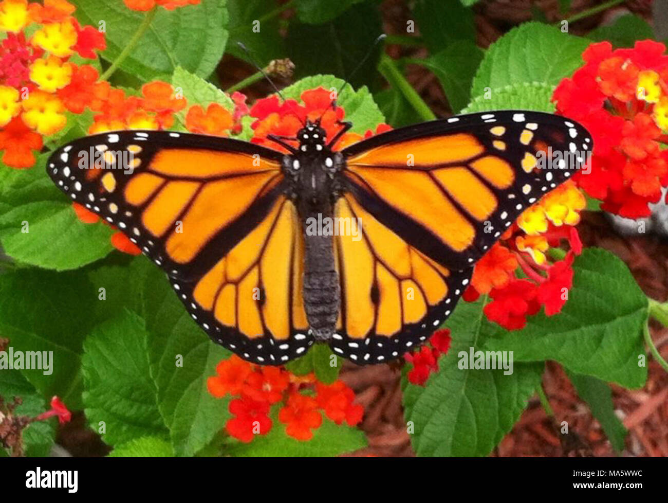 Monarch Butterfly in Florida Stock Photo - Alamy