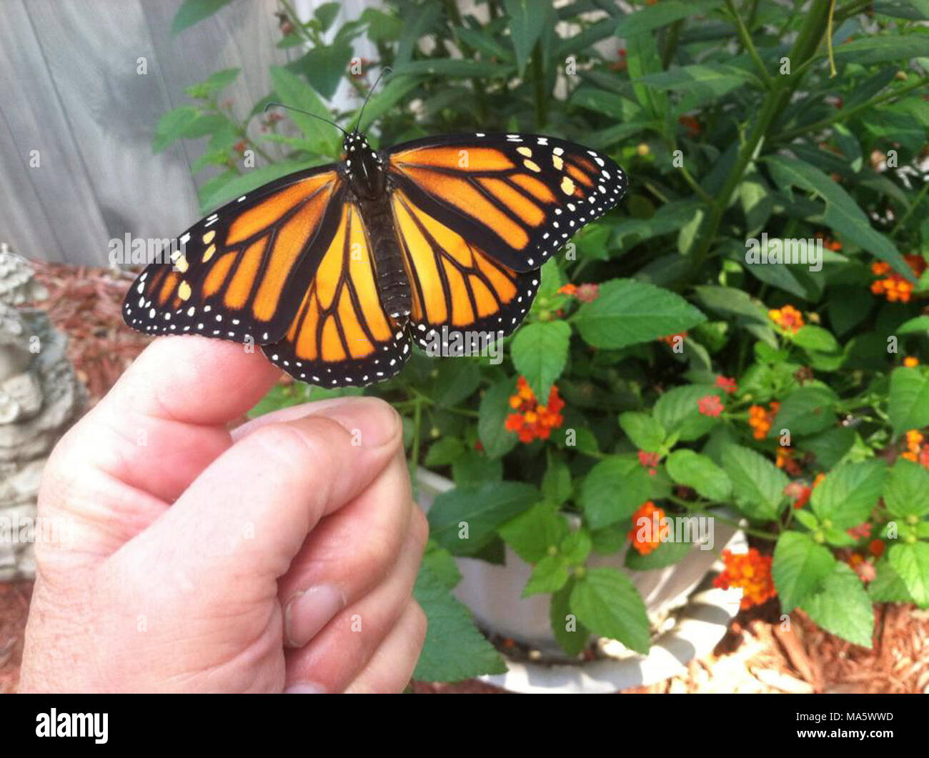 Monarch Butterfly in Florida Stock Photo - Alamy