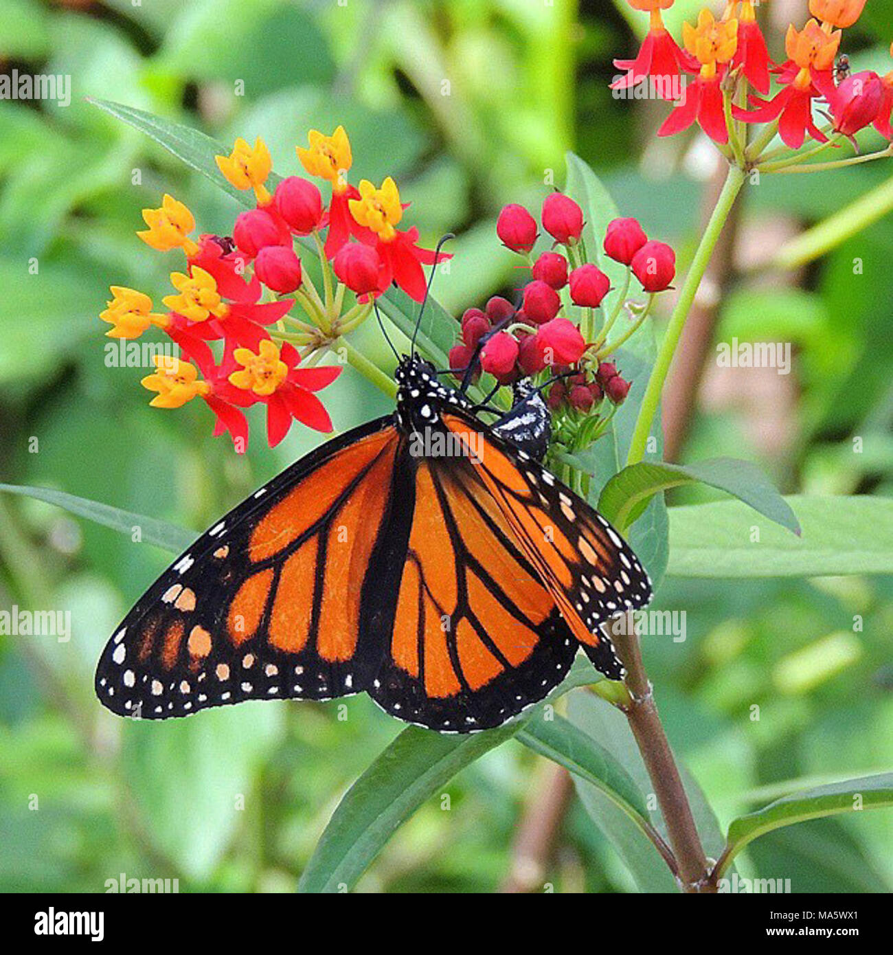 Monarch Butterfly in Florida Stock Photo - Alamy
