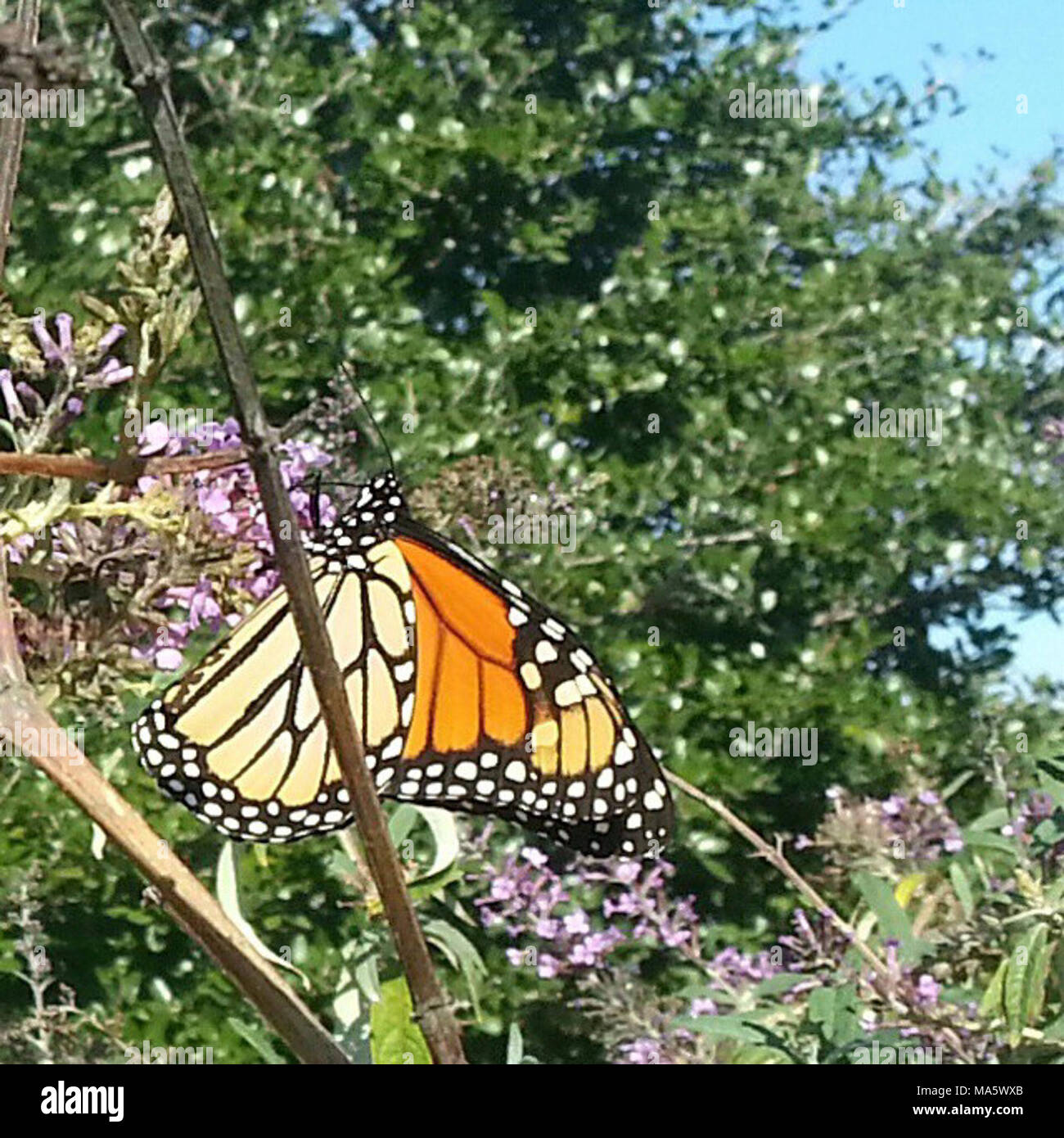 Monarch Butterfly in Texas Stock Photo - Alamy