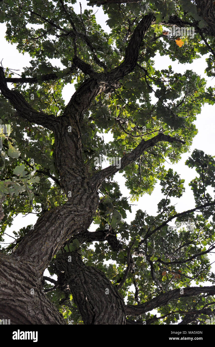 Banding tree hi-res stock photography and images - Alamy