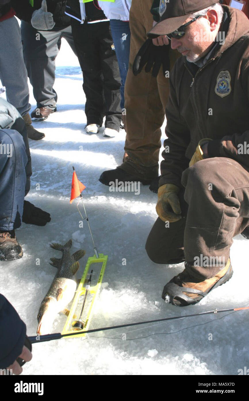 Measuring northern pike Stock Photo - Alamy