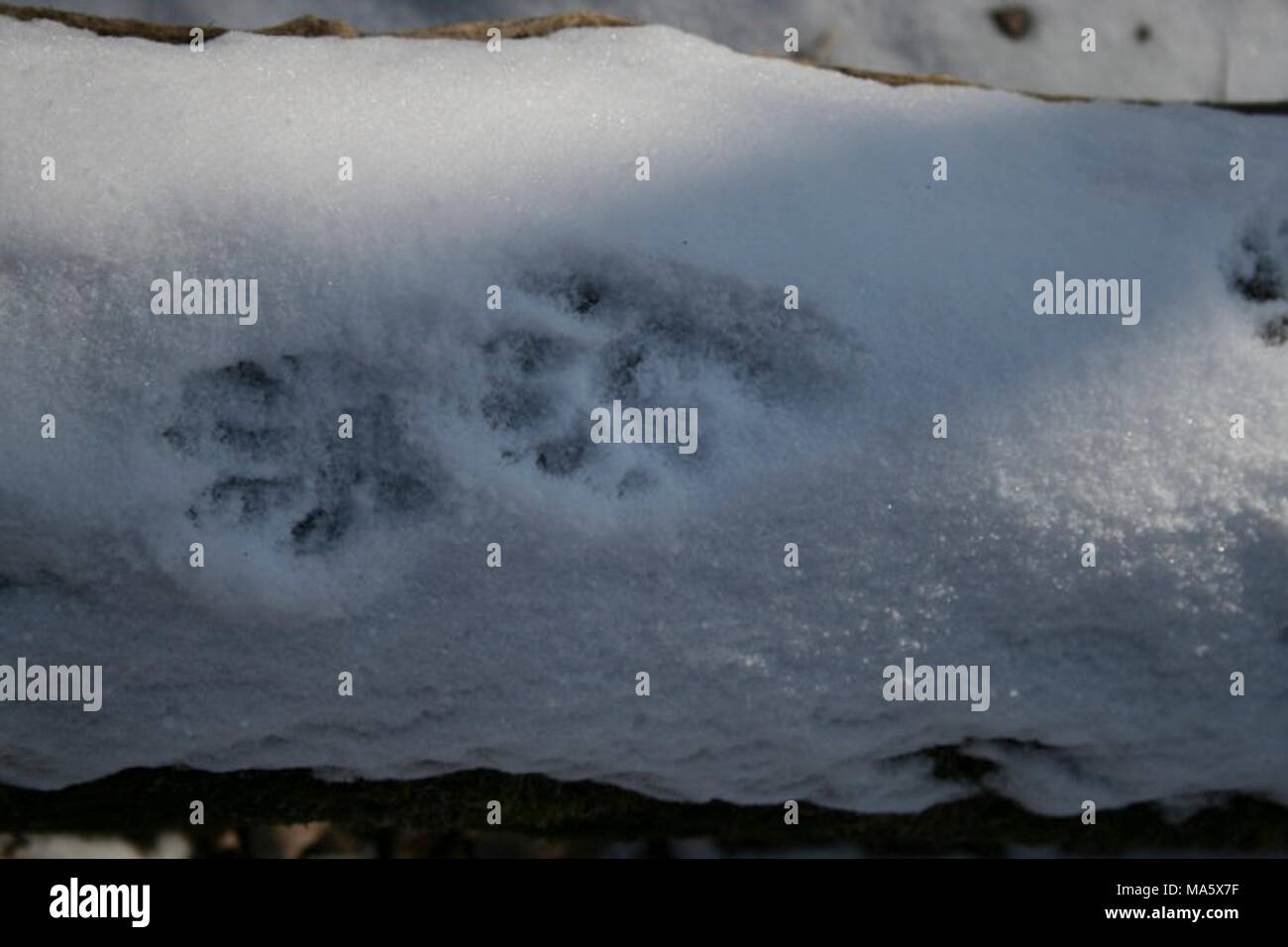 Raccoon tracks hi-res stock photography and images - Alamy