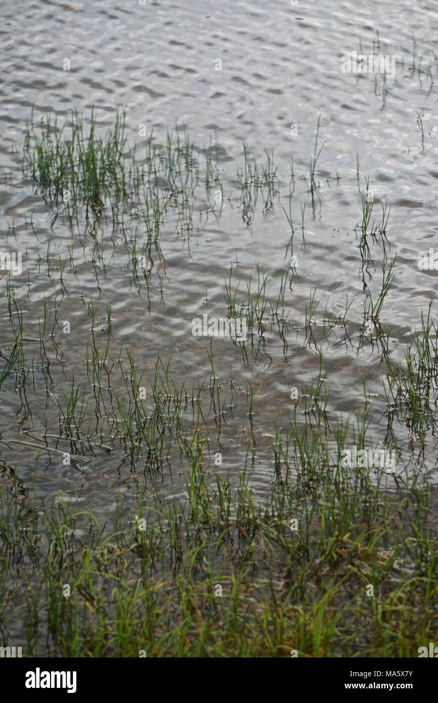 Ponds lake lakes plant plants grass hi-res stock photography and images ...