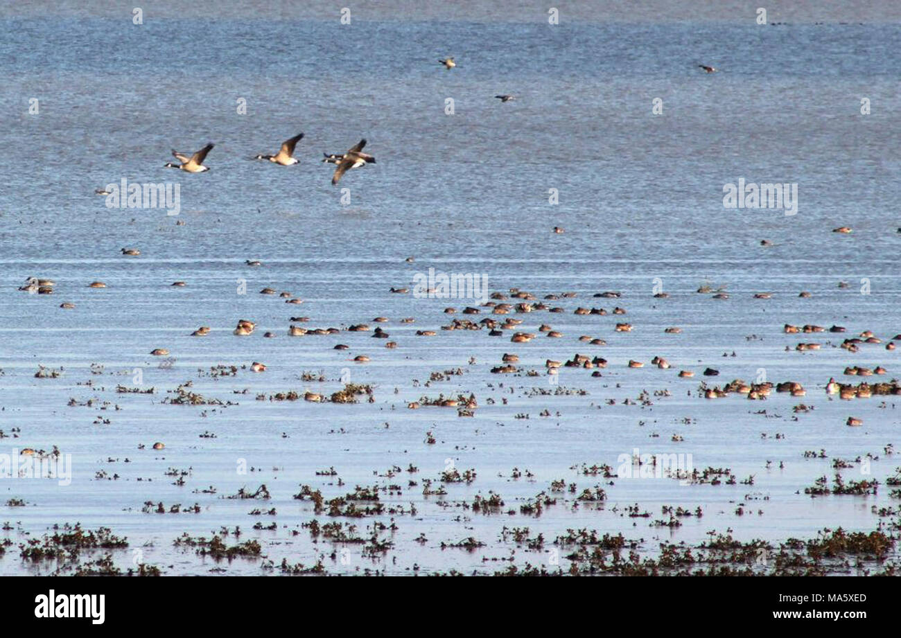 Waterfowl on Chautauqua National Wildlife Refuge Stock Photo - Alamy