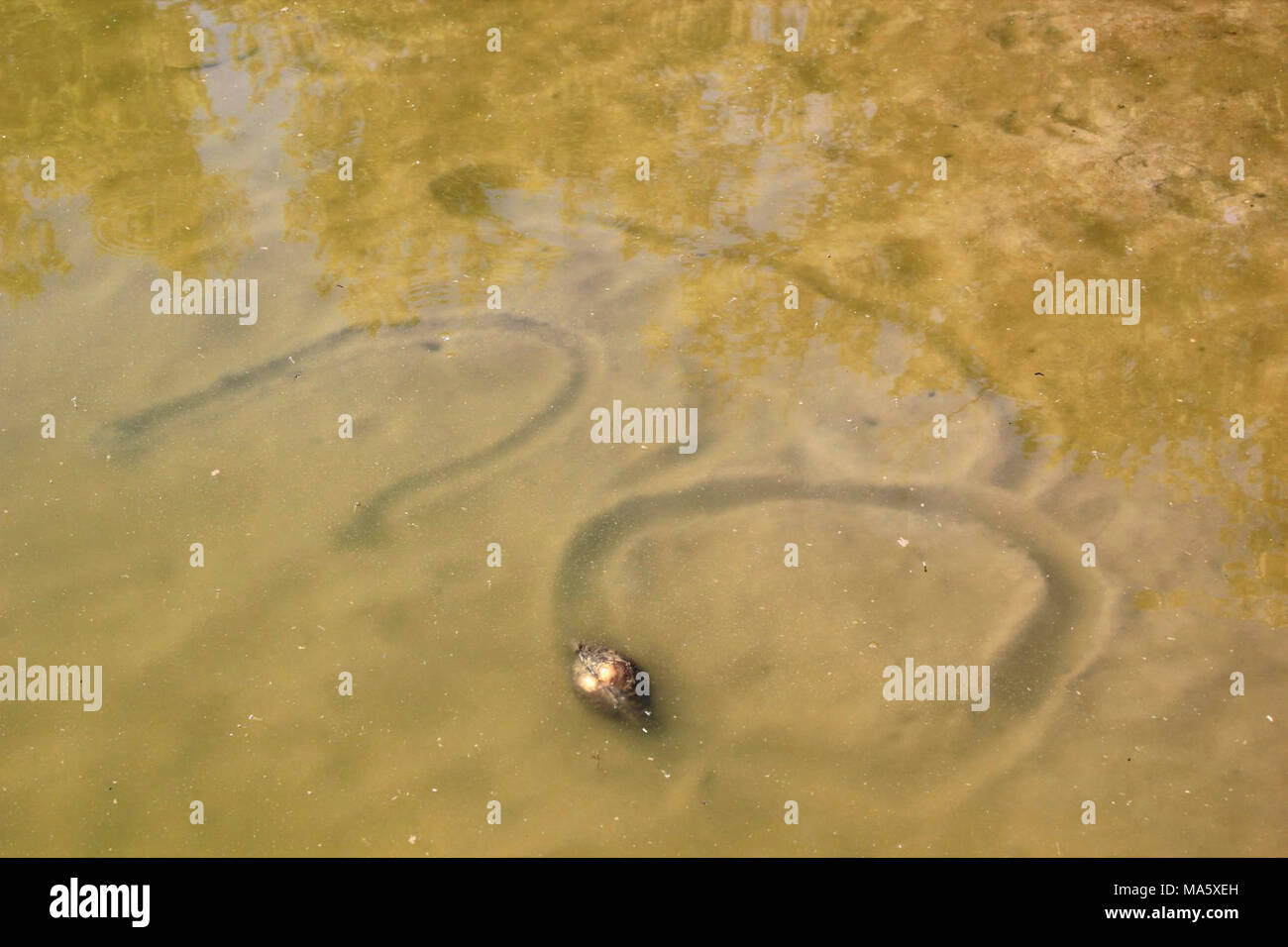 Mussel writing graffiti in the mud Stock Photo - Alamy