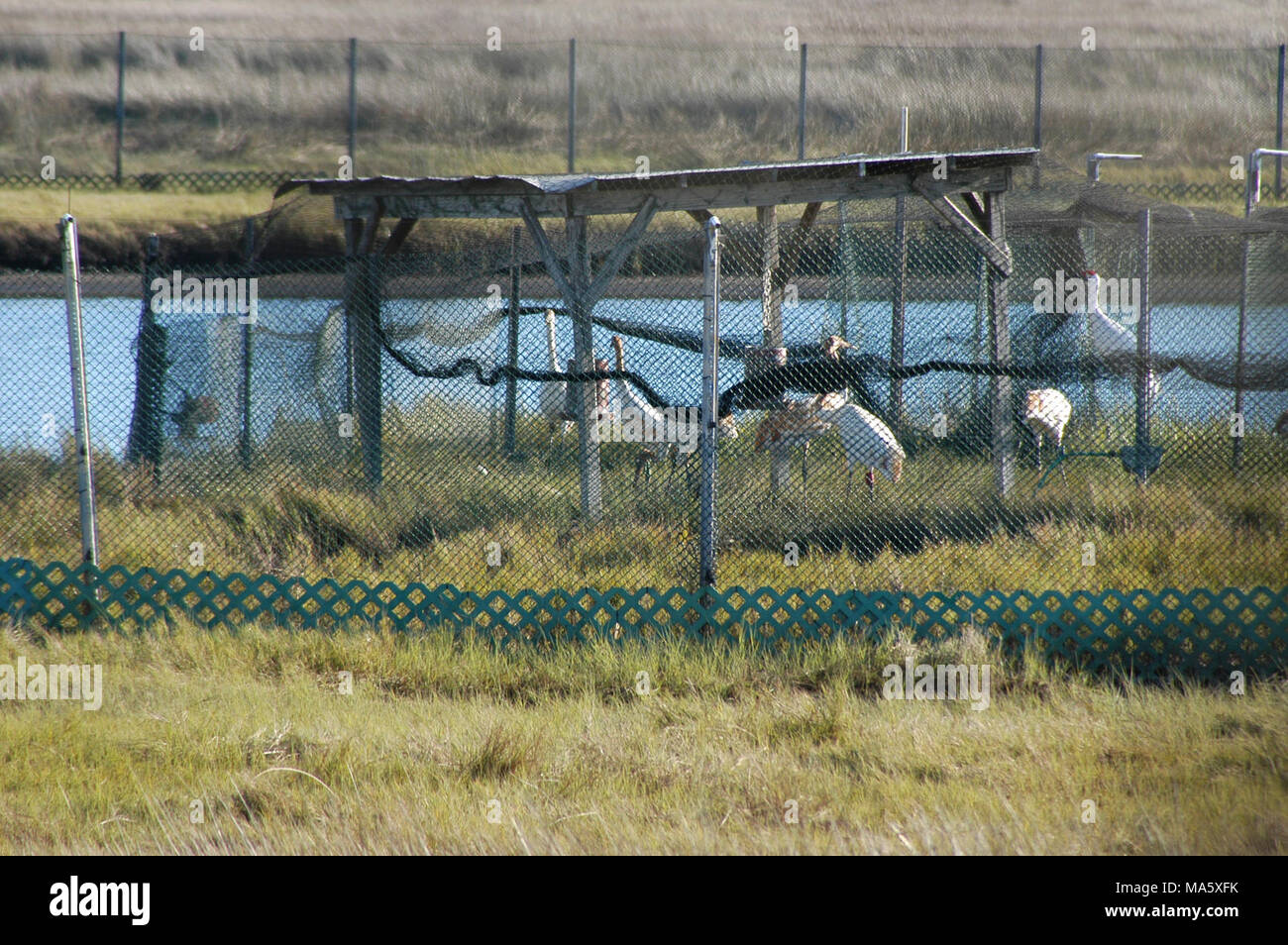 Chass hi-res stock photography and images - Alamy