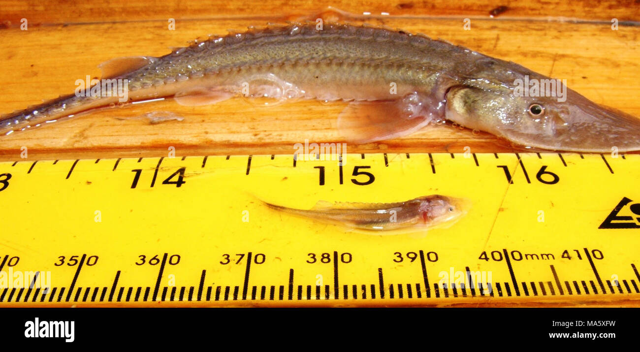 60 Pounds High Resolution Stock Photography and Images - Alamy