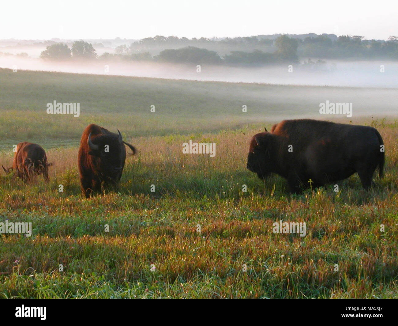 Roaming refuge hi-res stock photography and images - Alamy