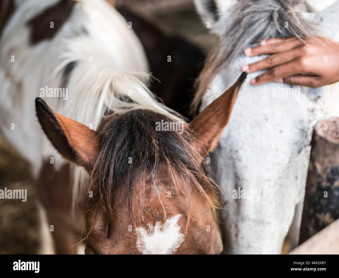 Close up of the forelock; the part of a horse's mane near the forehead ...