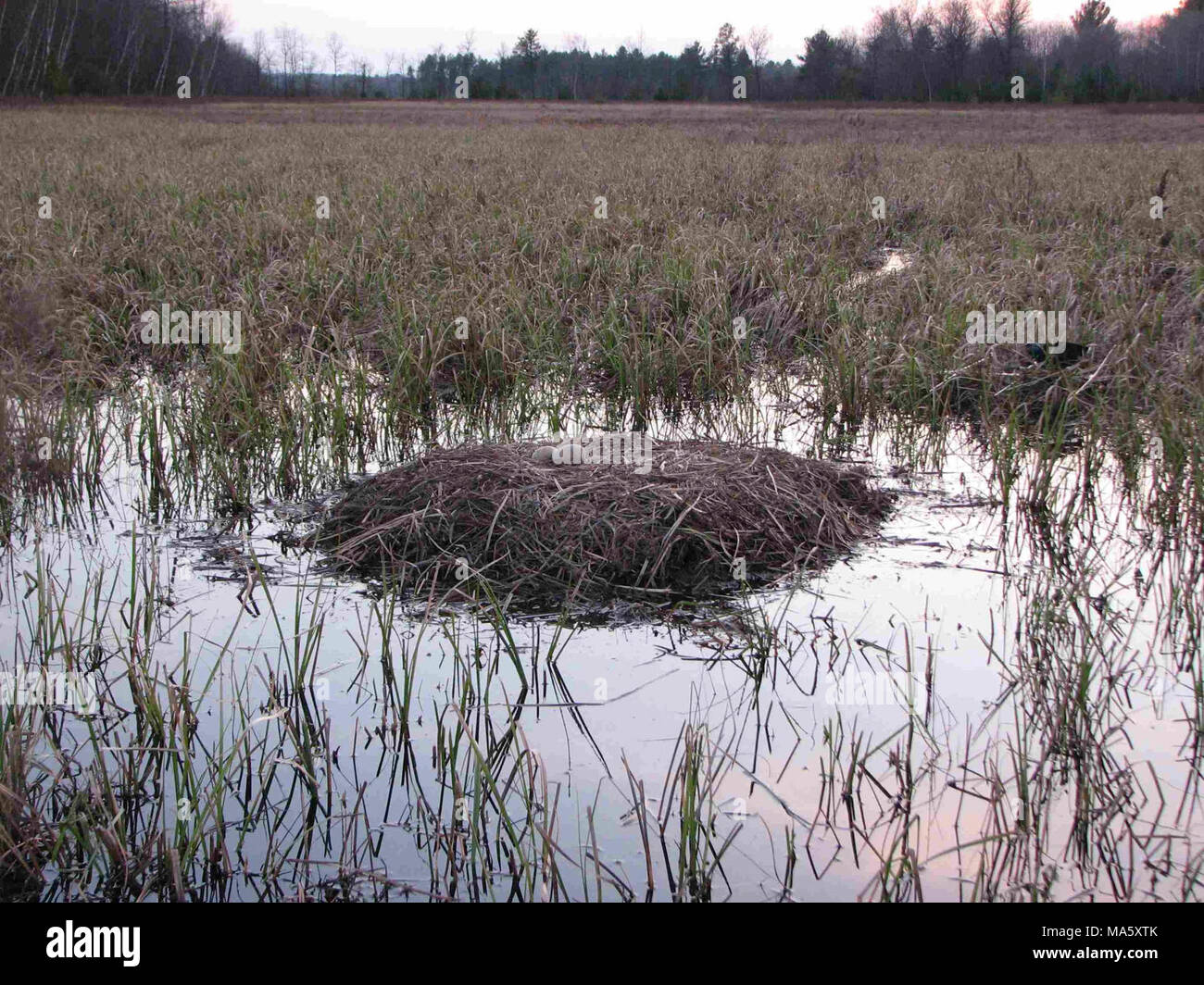 Whooping crane habitat hi-res stock photography and images - Alamy