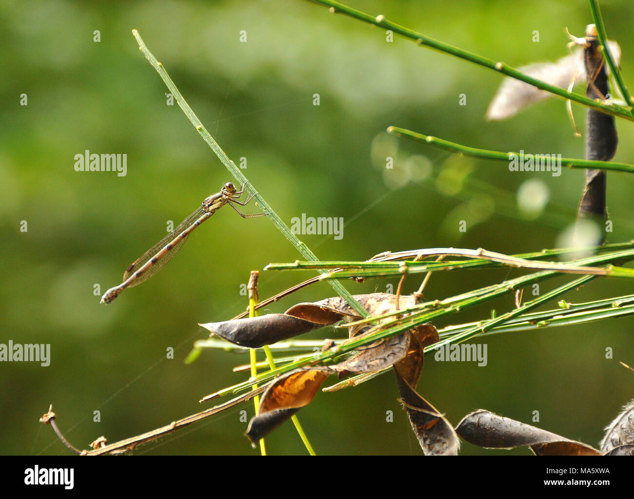 Cladode branches hi-res stock photography and images - Alamy