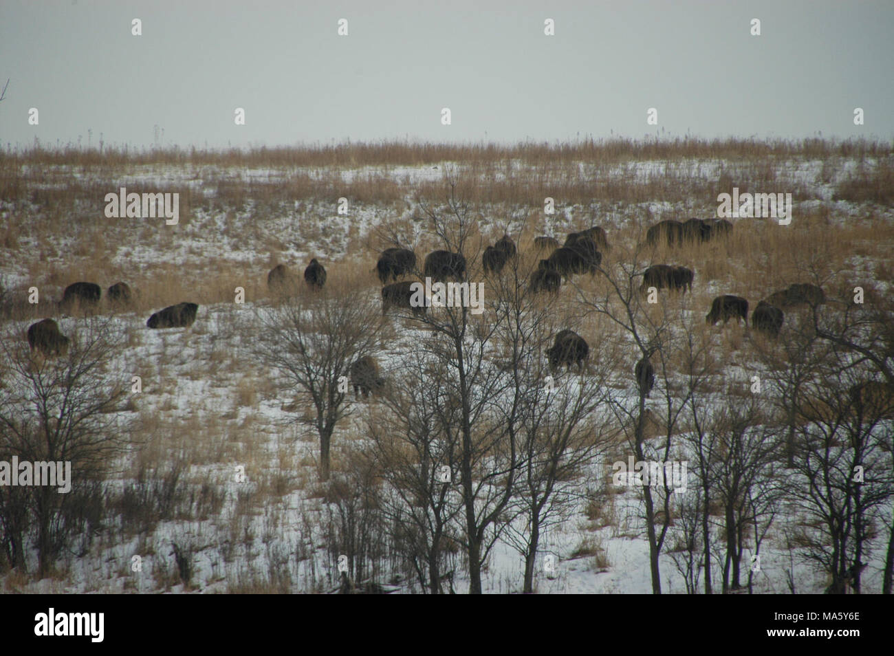 Neal Smith NWR Bison Stock Photo - Alamy
