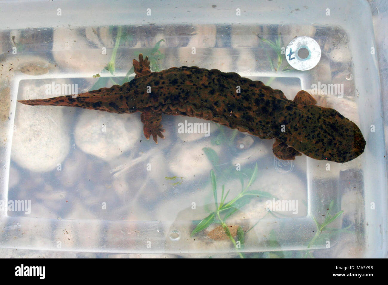 Ozark hellbender (Cryptobranchus alleganiensis bishopi). The Ozark ...