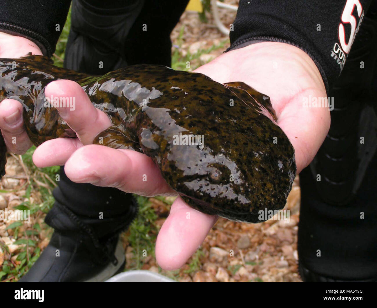 Giant Hellbender Salamander
