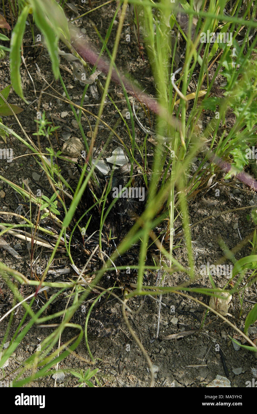 Regrowth after prescribed burn hi-res stock photography and images - Alamy