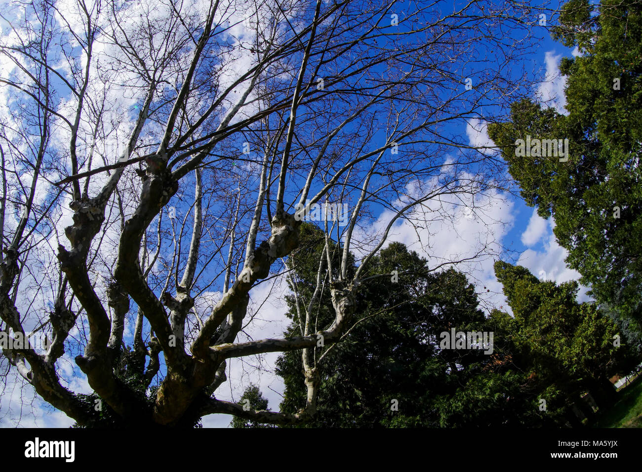Bottom view dead tree hi-res stock photography and images - Alamy