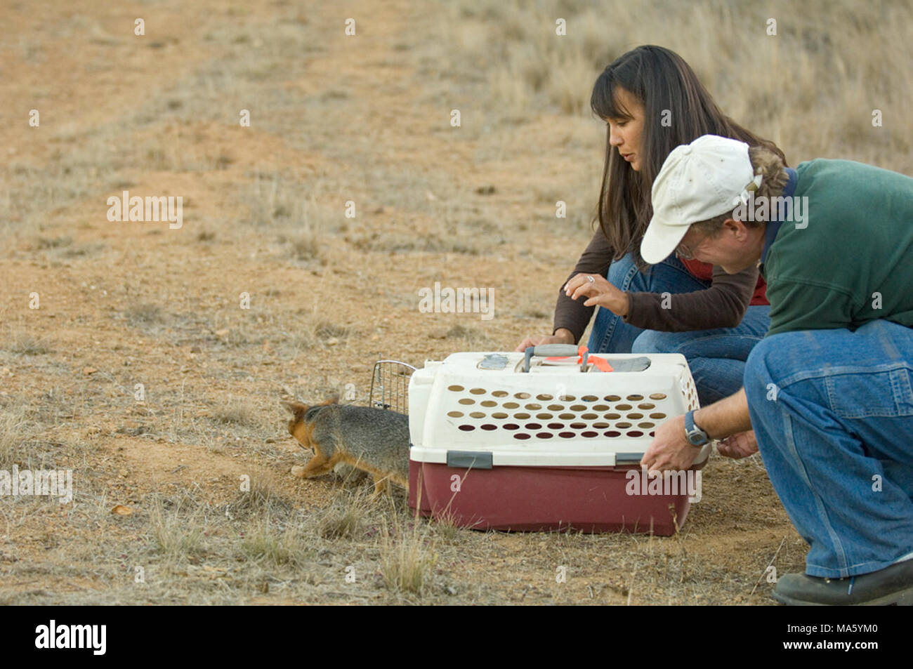 Santa Cruz Island Fox Release. David Garcelon of the Institute for ...