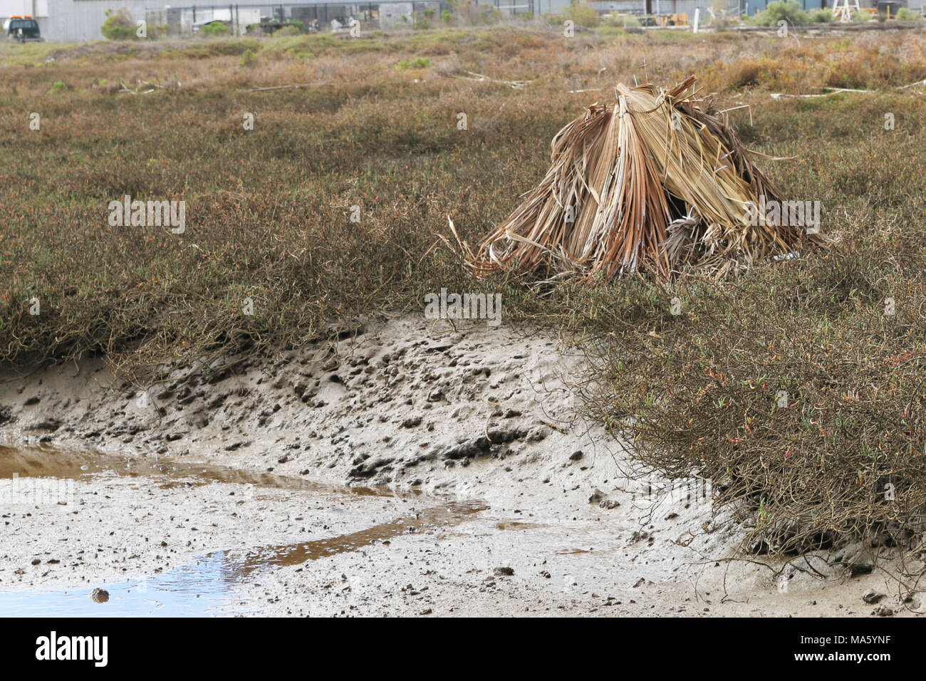 Ready for the nesting season. The light-footed clapper rail typically ...