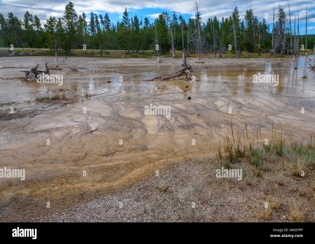 Dead tree stumps in water hi-res stock photography and images - Alamy