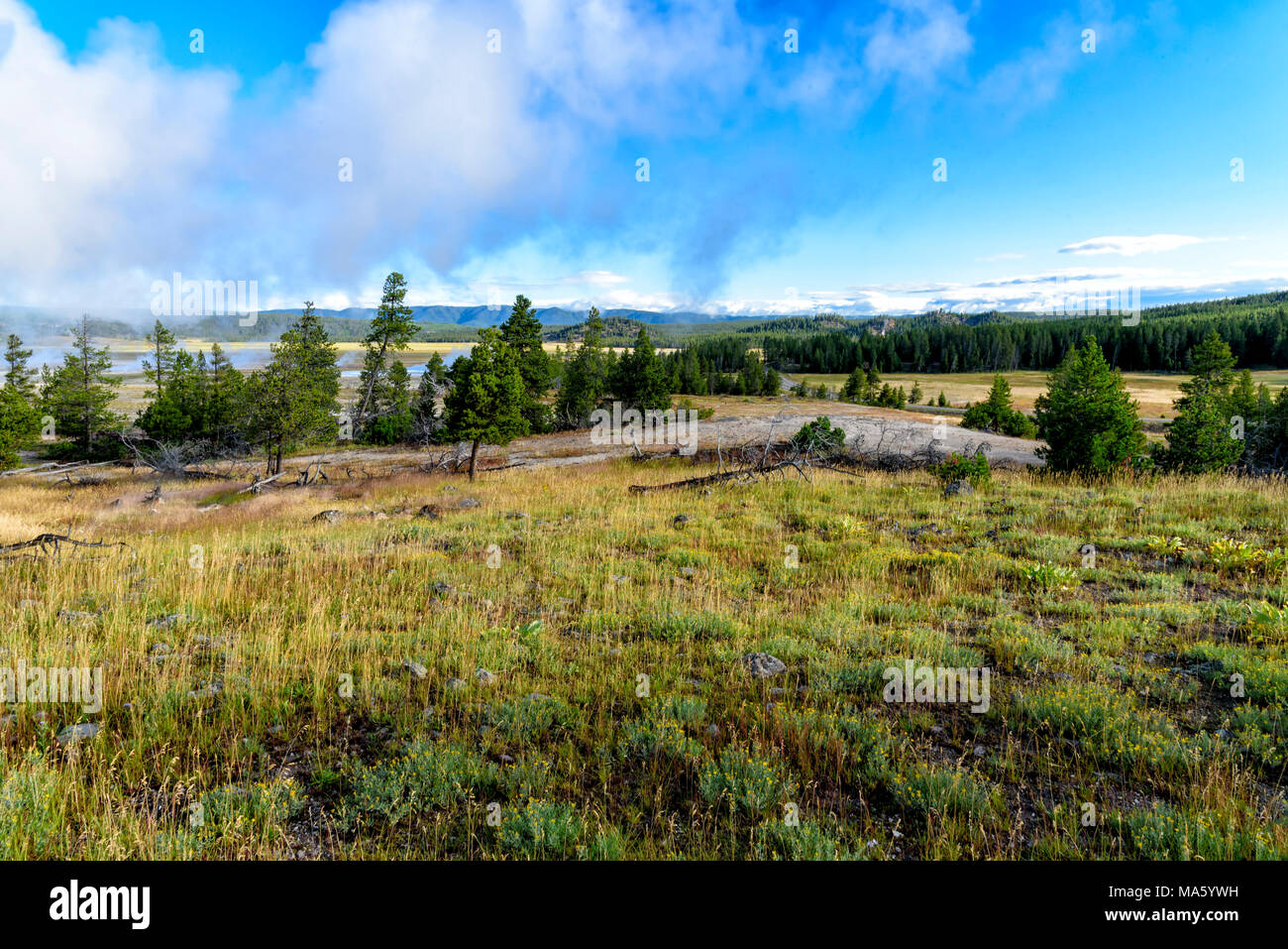 Open field with green pine trees in the background under a bright blue ...