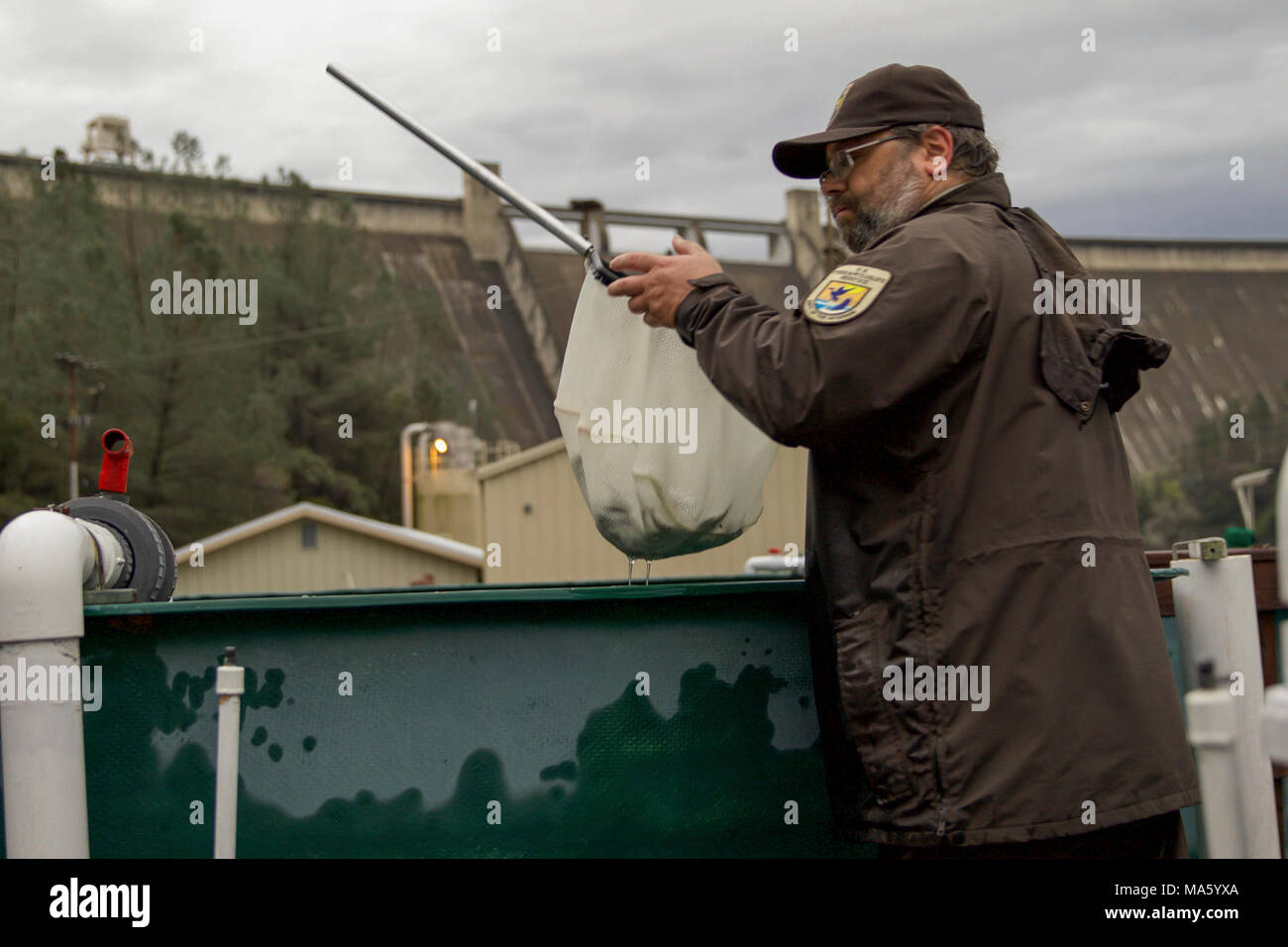 Tranferring a Load of Winter Run Chinook. Terry Freije of Livingston ...