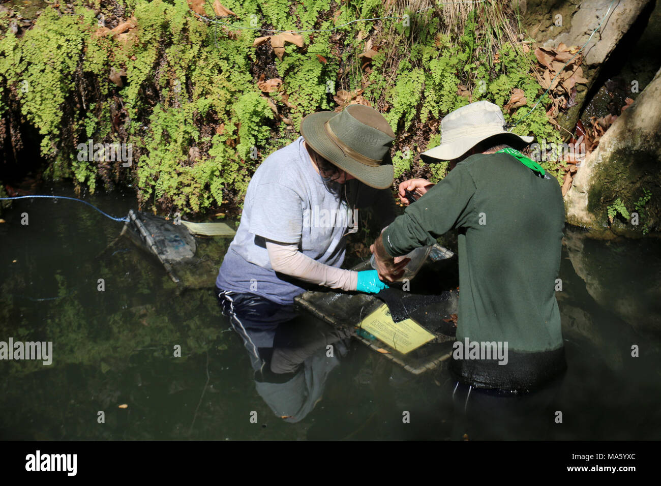 Translocating High Resolution Stock Photography and Images - Alamy