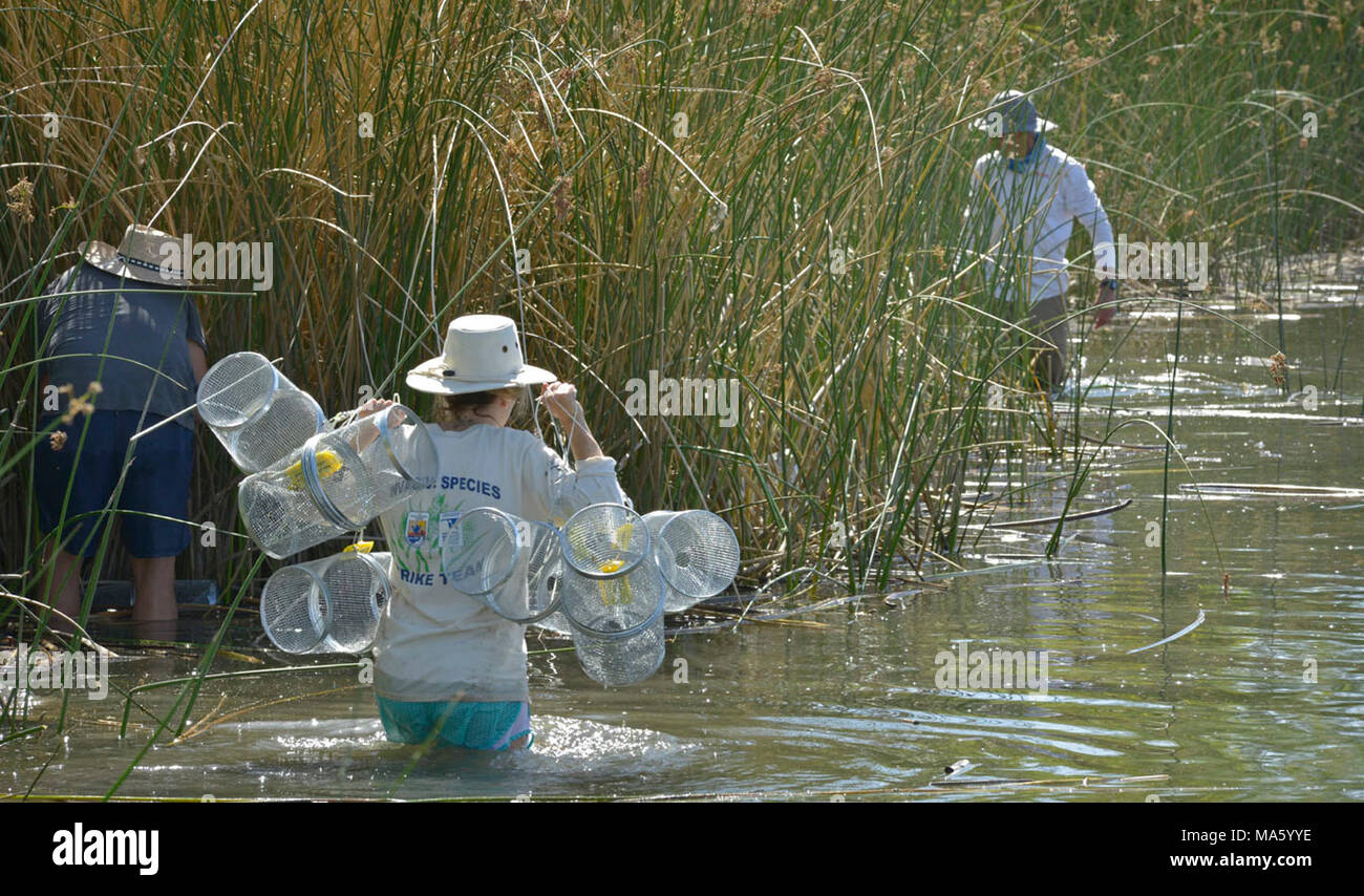 Setting trapping arrays Stock Photo - Alamy