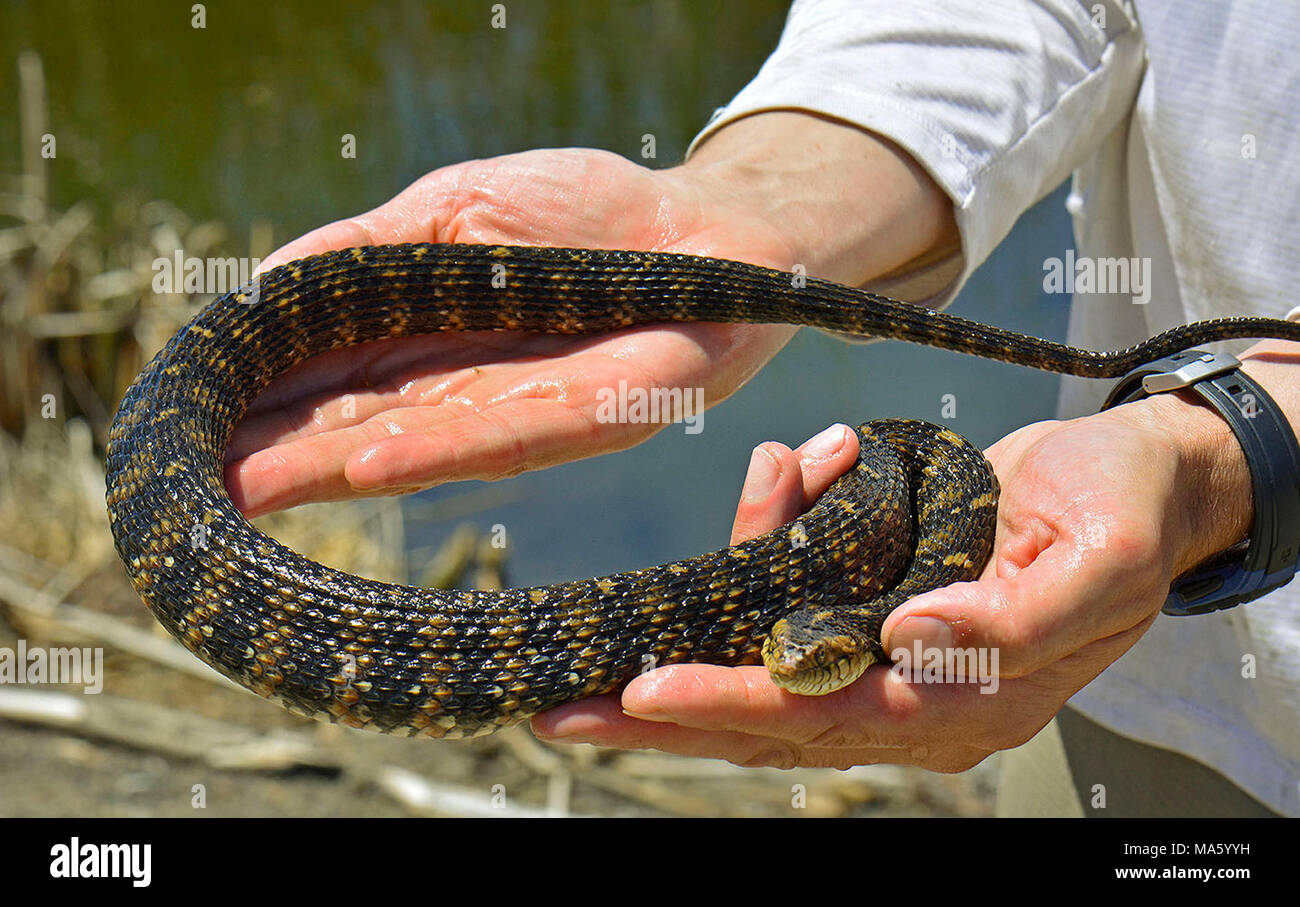Southern watersnake (Nerodia fasciata) caught near Yuma, Arizona Stock ...