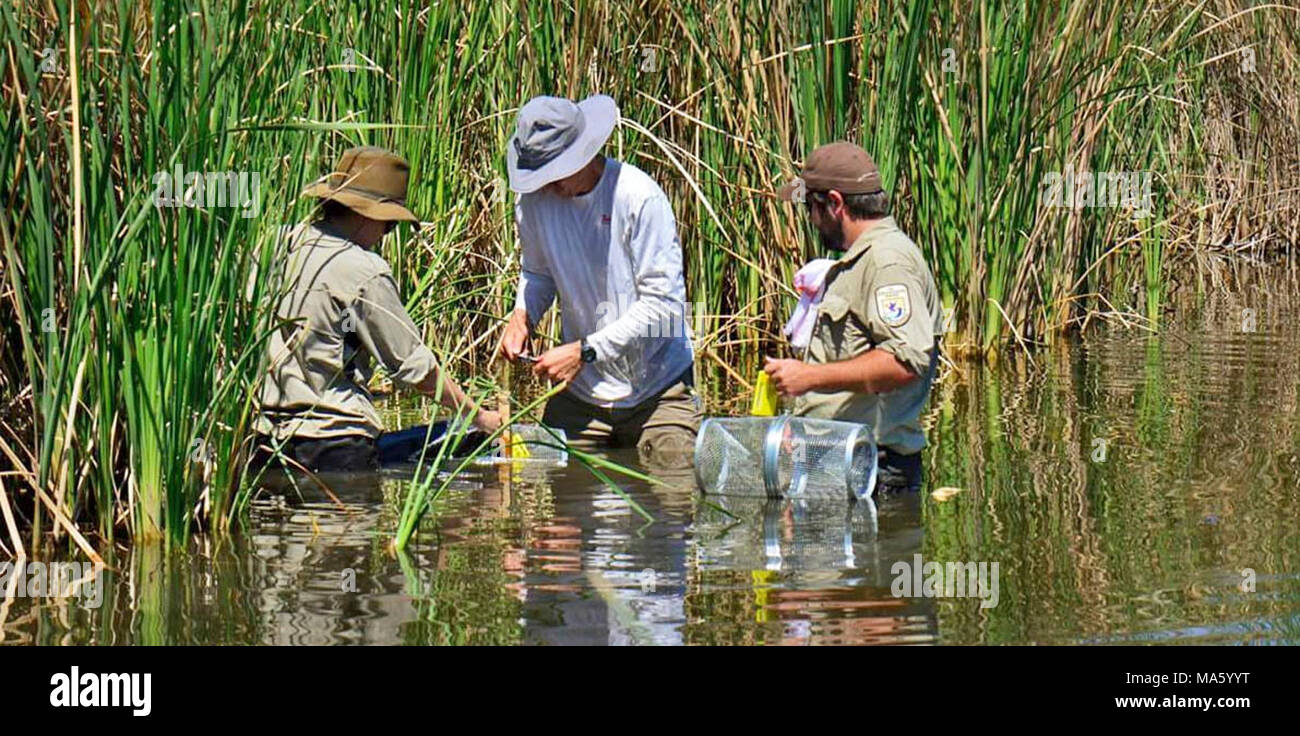 Setting snake traps. Herpetologist Dr. (PhD) Bob Reed, USGS-Fort ...