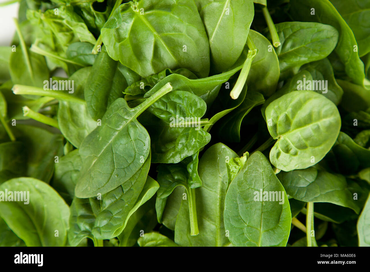 Fresh green baby spinach leaves Stock Photo - Alamy