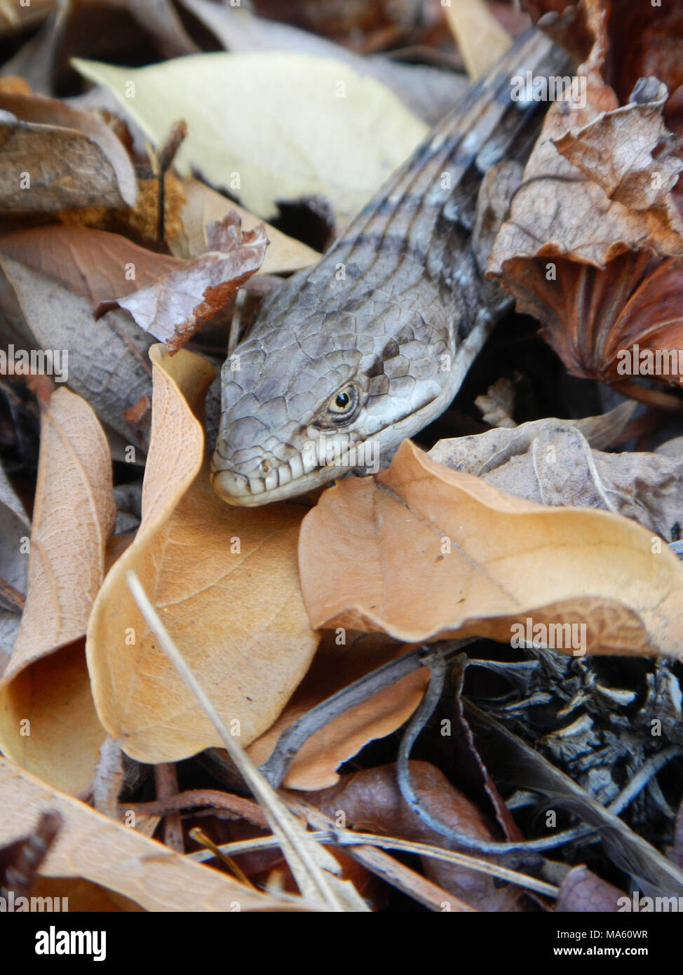 Alligator lizard in the Santa Monica Mountains. The southern alligator ...