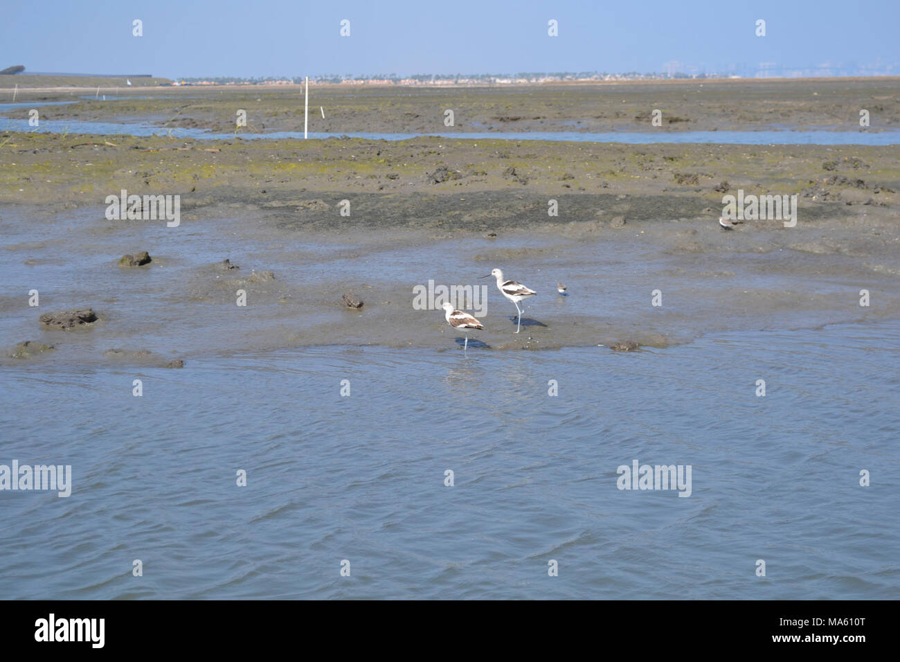 American avocets in non-breeding plumage check out newly-dredged ...