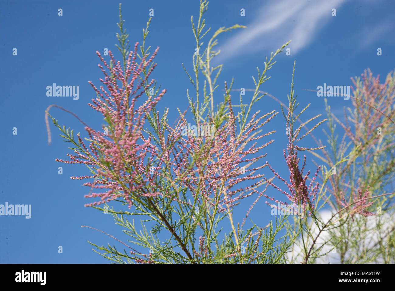 Salt cedar, Rosentamarisk (Tamarix ramosissima Stock Photo - Alamy