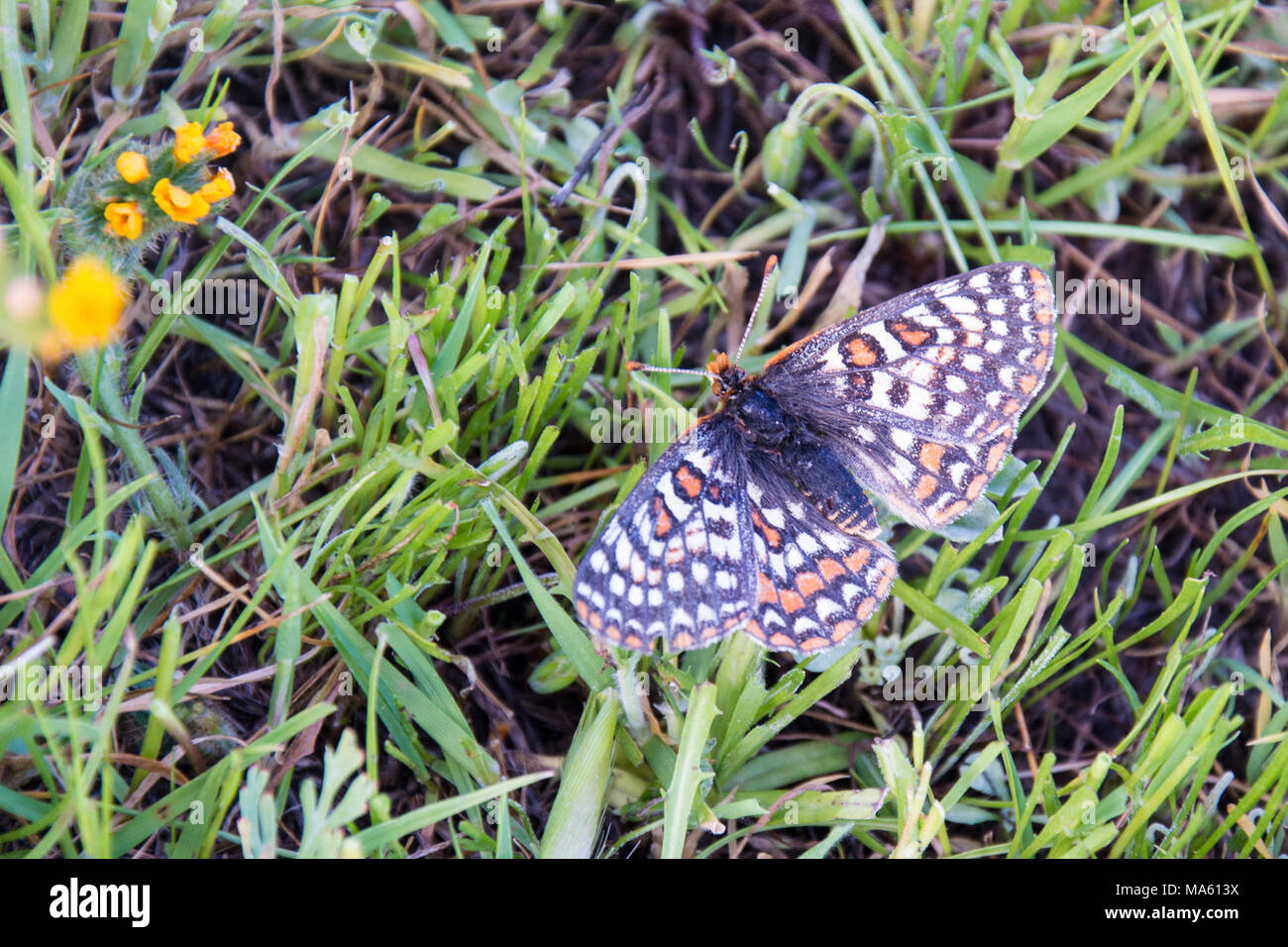 Bay Checkerspot Butterfly 4 Stock Photo - Alamy