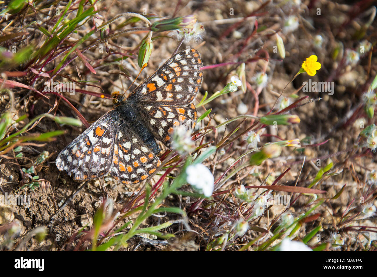 Bay Checkerspot Butterfly 6 Stock Photo - Alamy