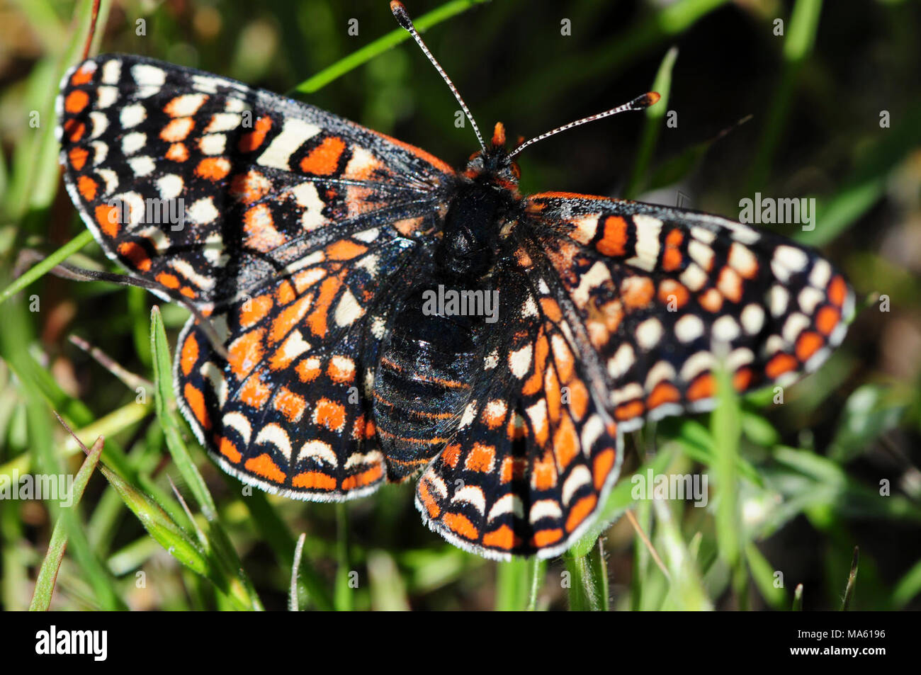Bay checkerspot butterfly hi-res stock photography and images - Alamy