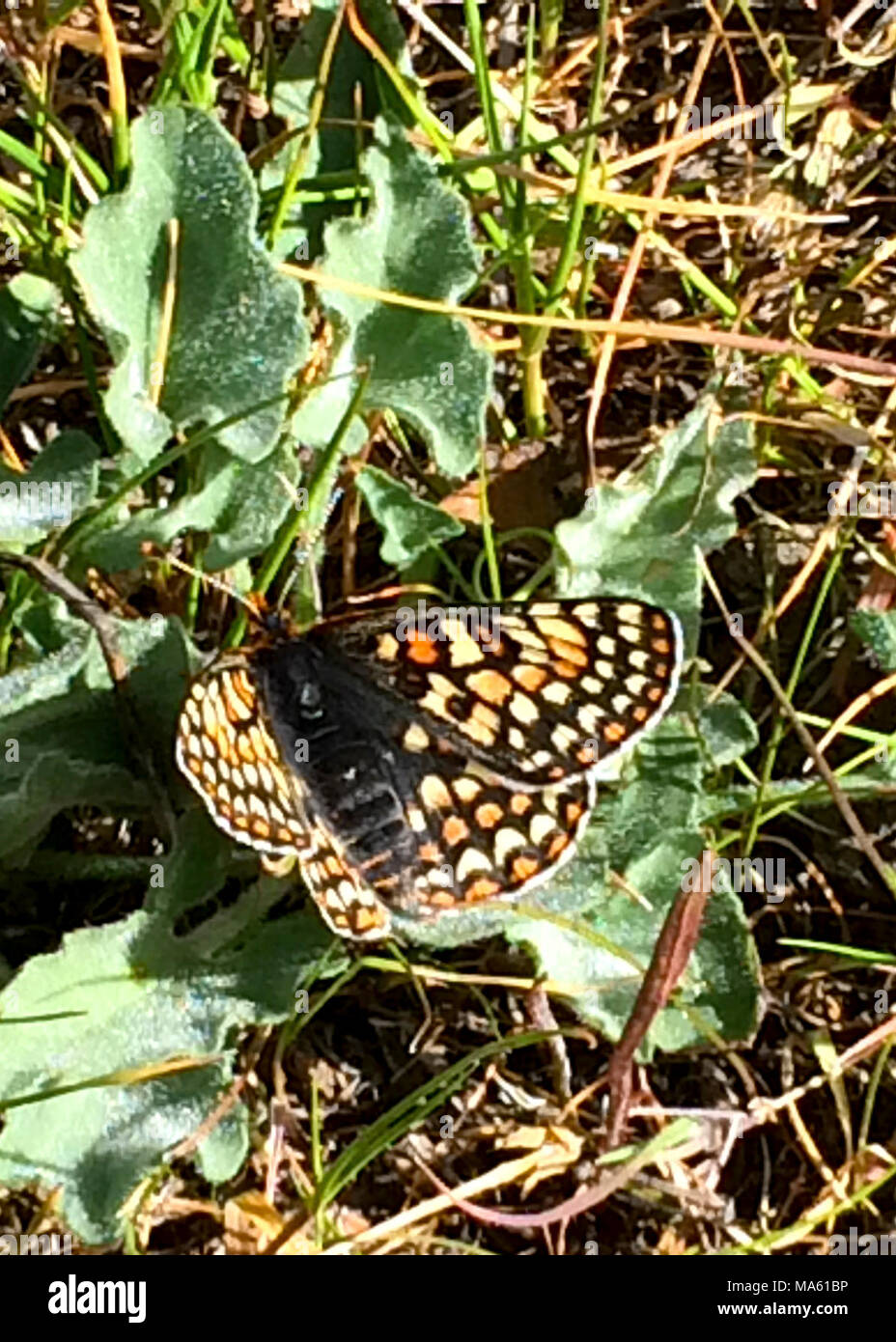 Bay Checkerspot Butterfly Stock Photo - Alamy