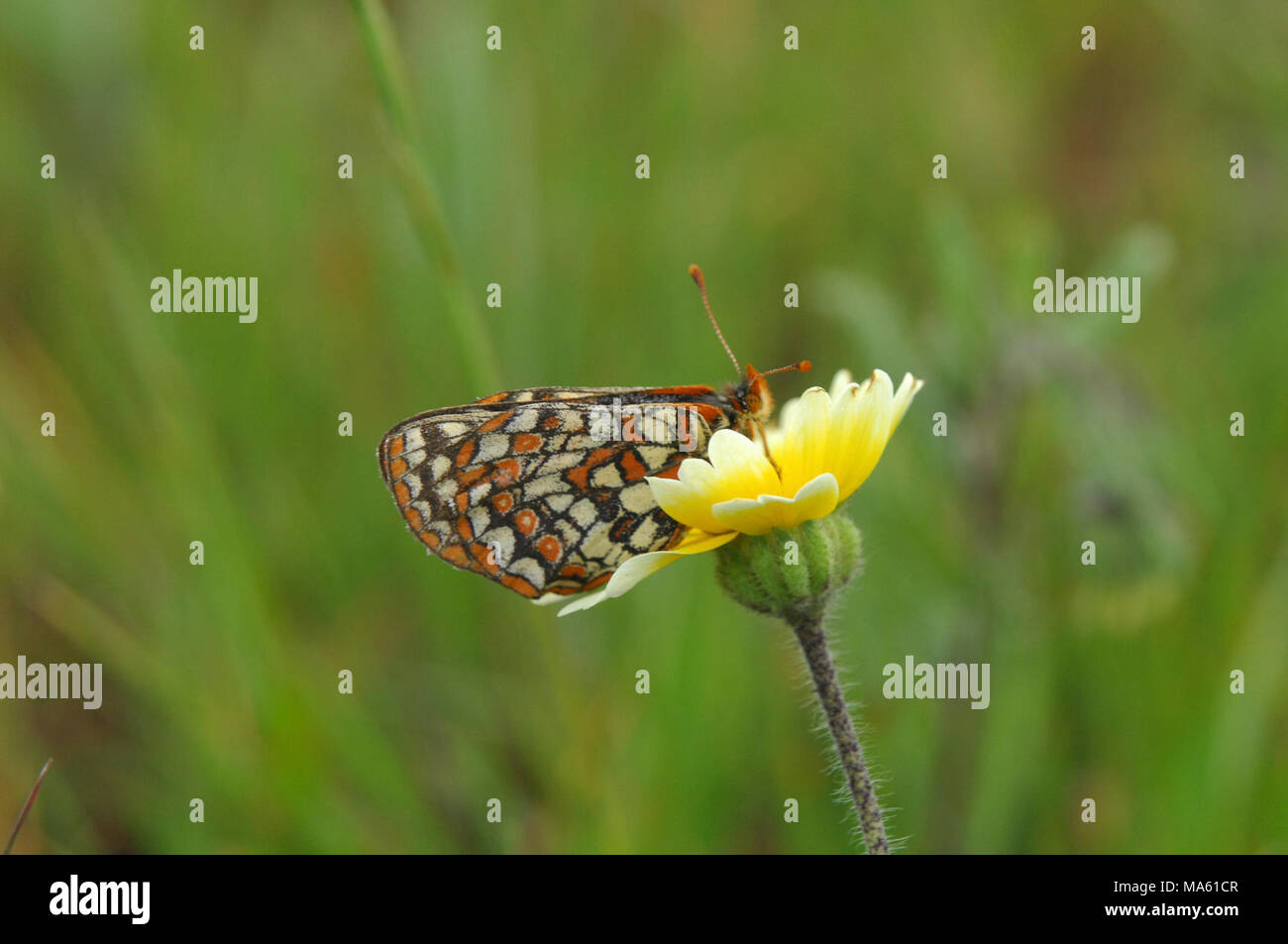Bay checkerspot. Bay checkerspot Stock Photo - Alamy