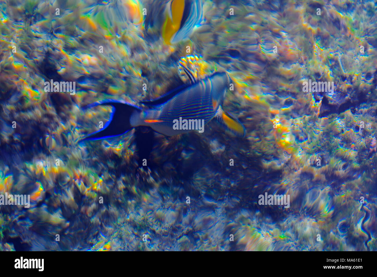 Multicolored beautiful red sea fish over the thickness of the water on ...