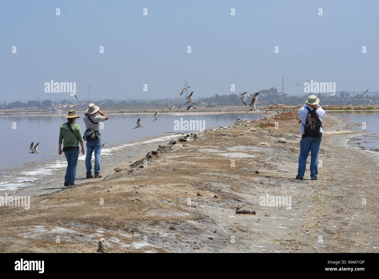 Fish pond skimmer hi-res stock photography and images - Alamy